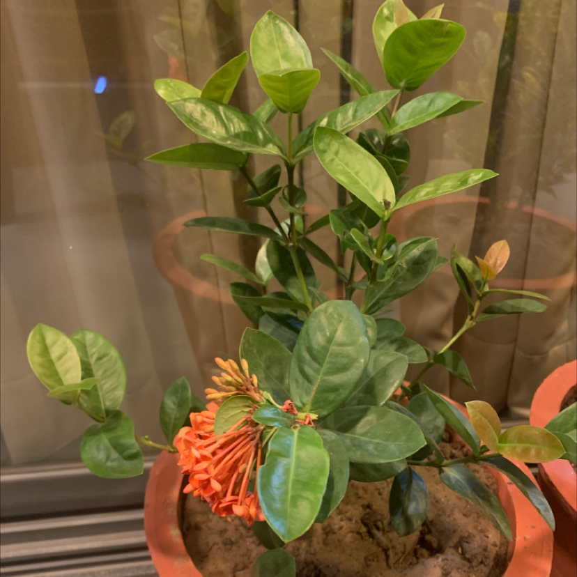 How to Get a Chinese Ixora to Bloom