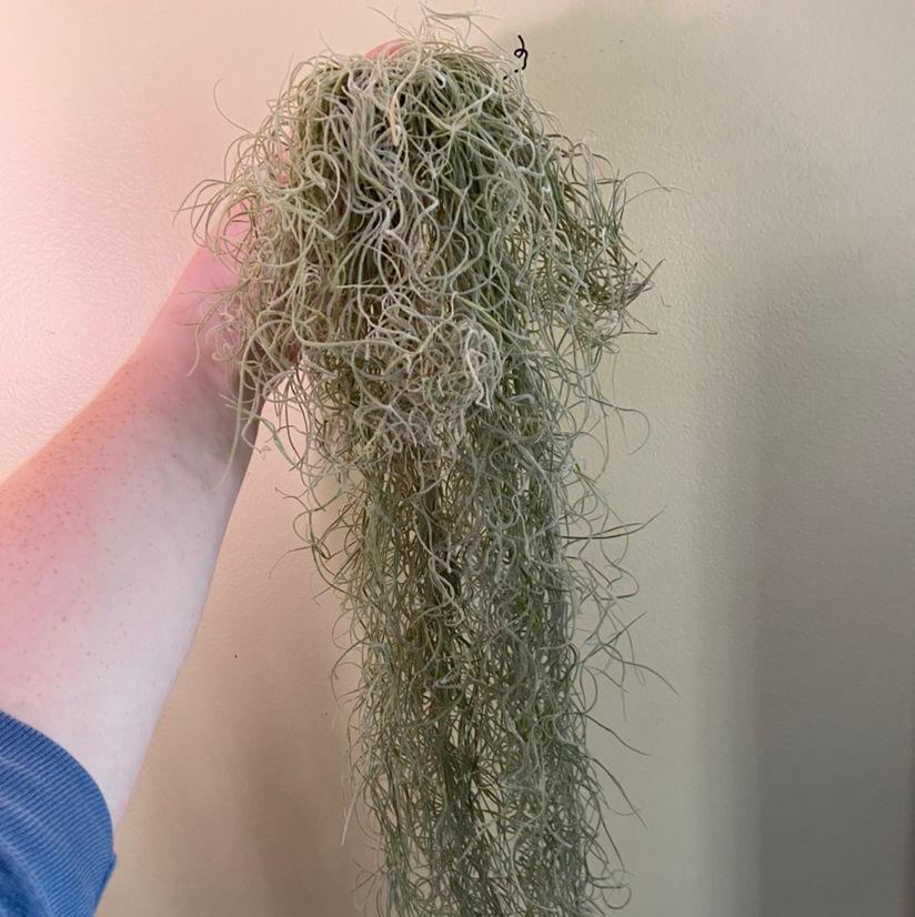 Why Are My Spanish Moss Leaves Droopy?