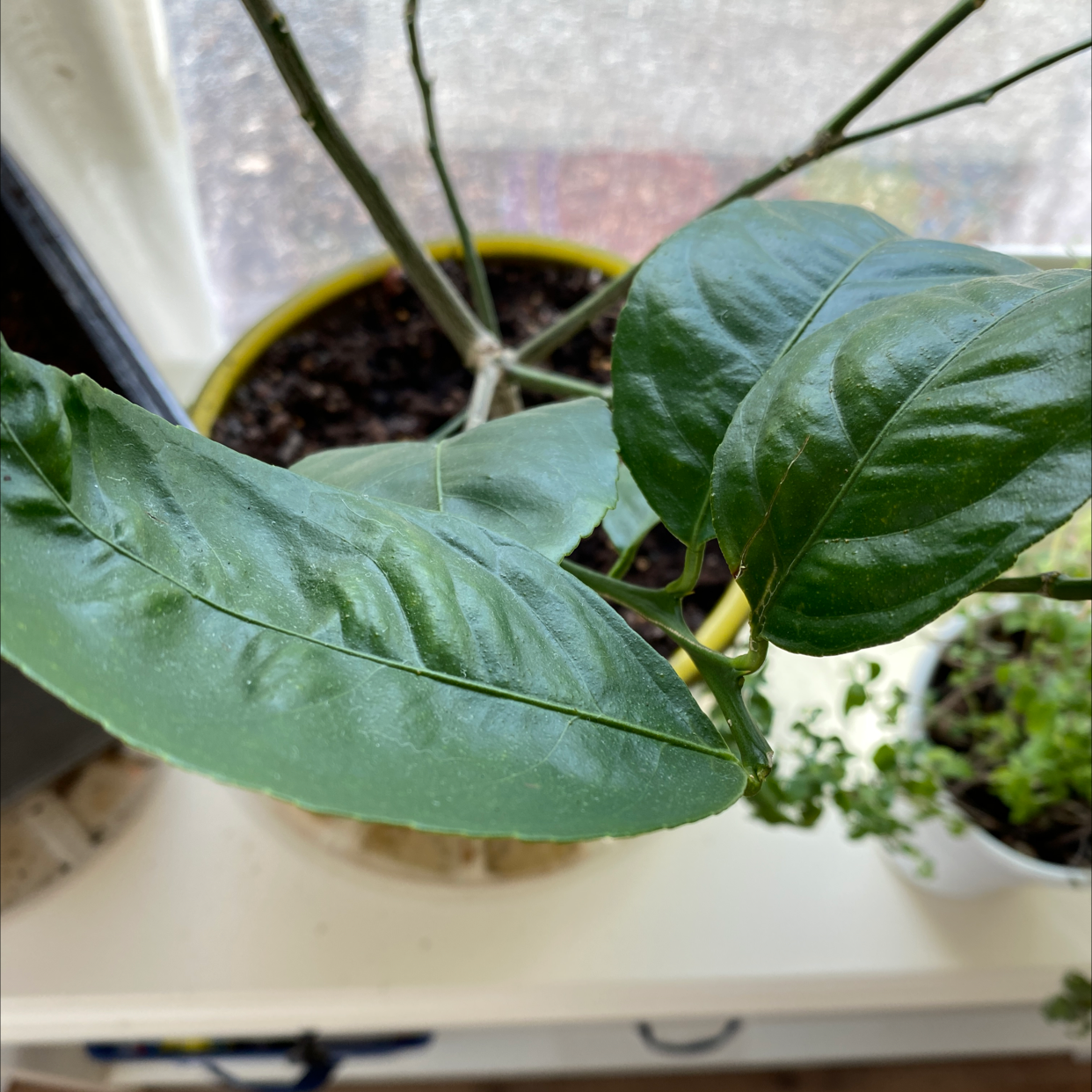 🍋 Why Are There Black Spots On My Meyer Lemon Tree Leaves?
