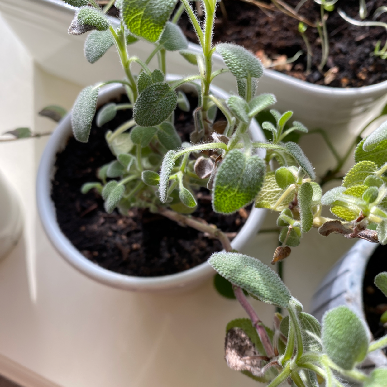 What Are The Bugs on My Common Sage? 🐛