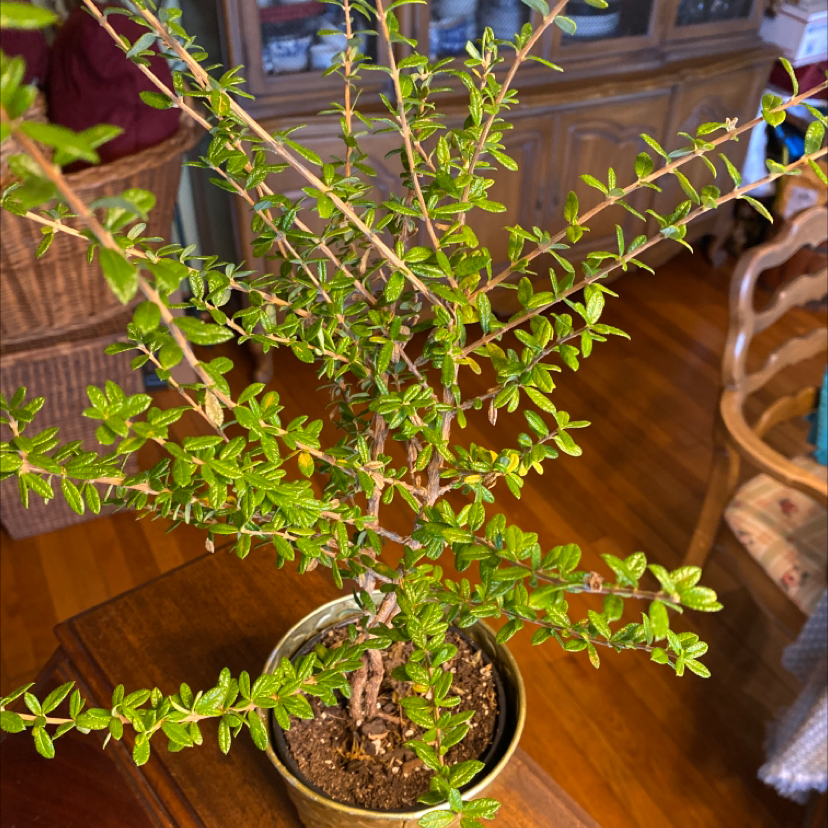 🍍 What Temperature Does My Pineapple Need?