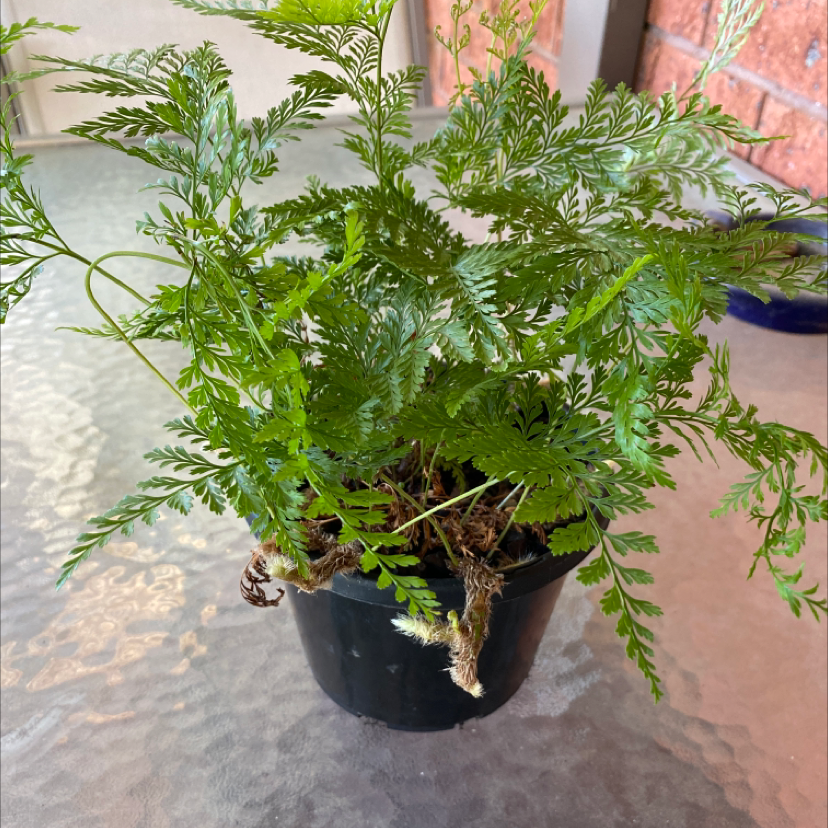 Why Are There Brown Spots on My Mother Fern?