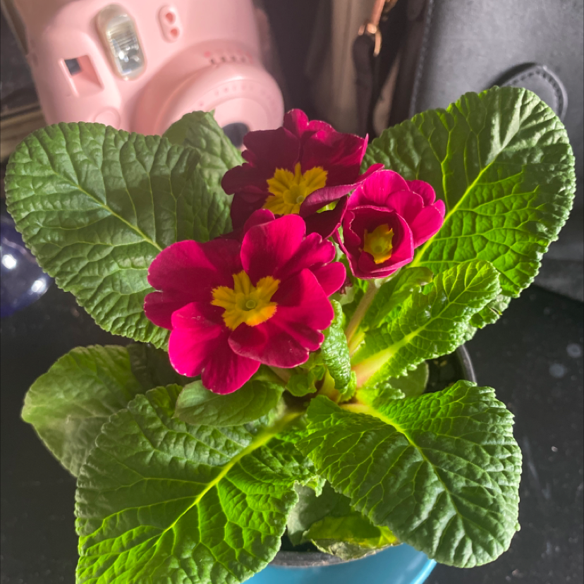 What Temperature Should My Common Primrose Be Kept At?