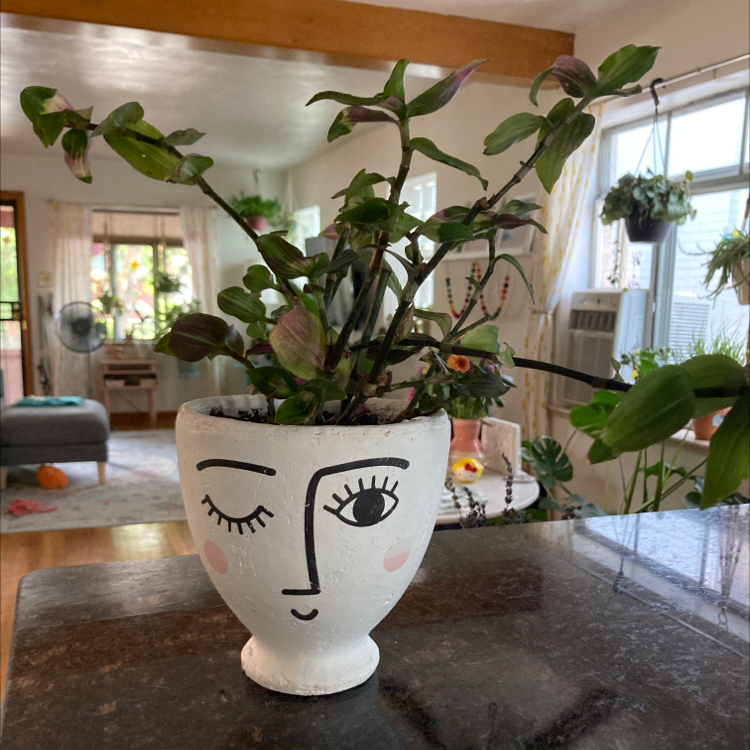 What Temperature Does My Tradescantia Blushing Bride Need?