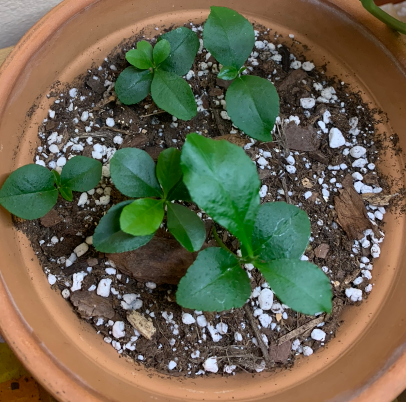 🐛 What Are The Bugs on My Meyer Lemon Tree?