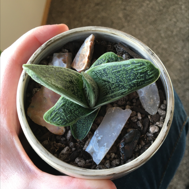 What Do Ox Tongue Flowers Mean?