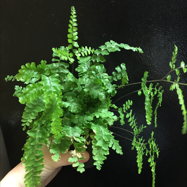 What To Do About Bugs on My Boston Fern? 🐛