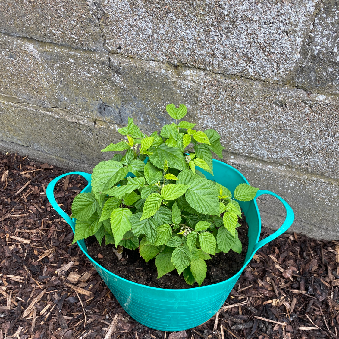 Black Spots on My European Red Raspberry Leaves