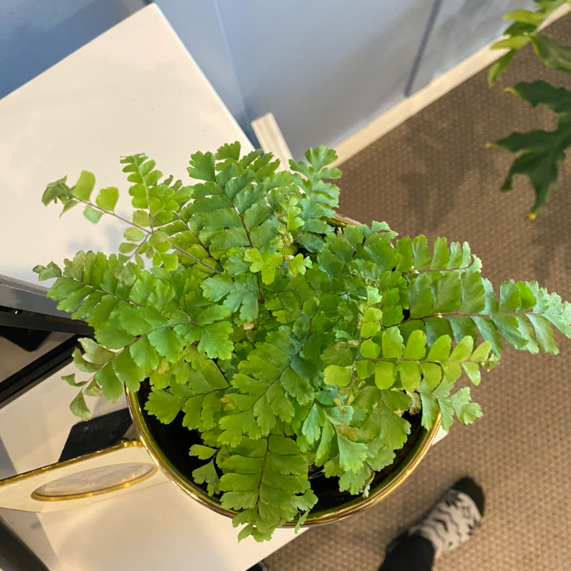 🐛 What To Do About Bugs on My Maidenhair Fern?