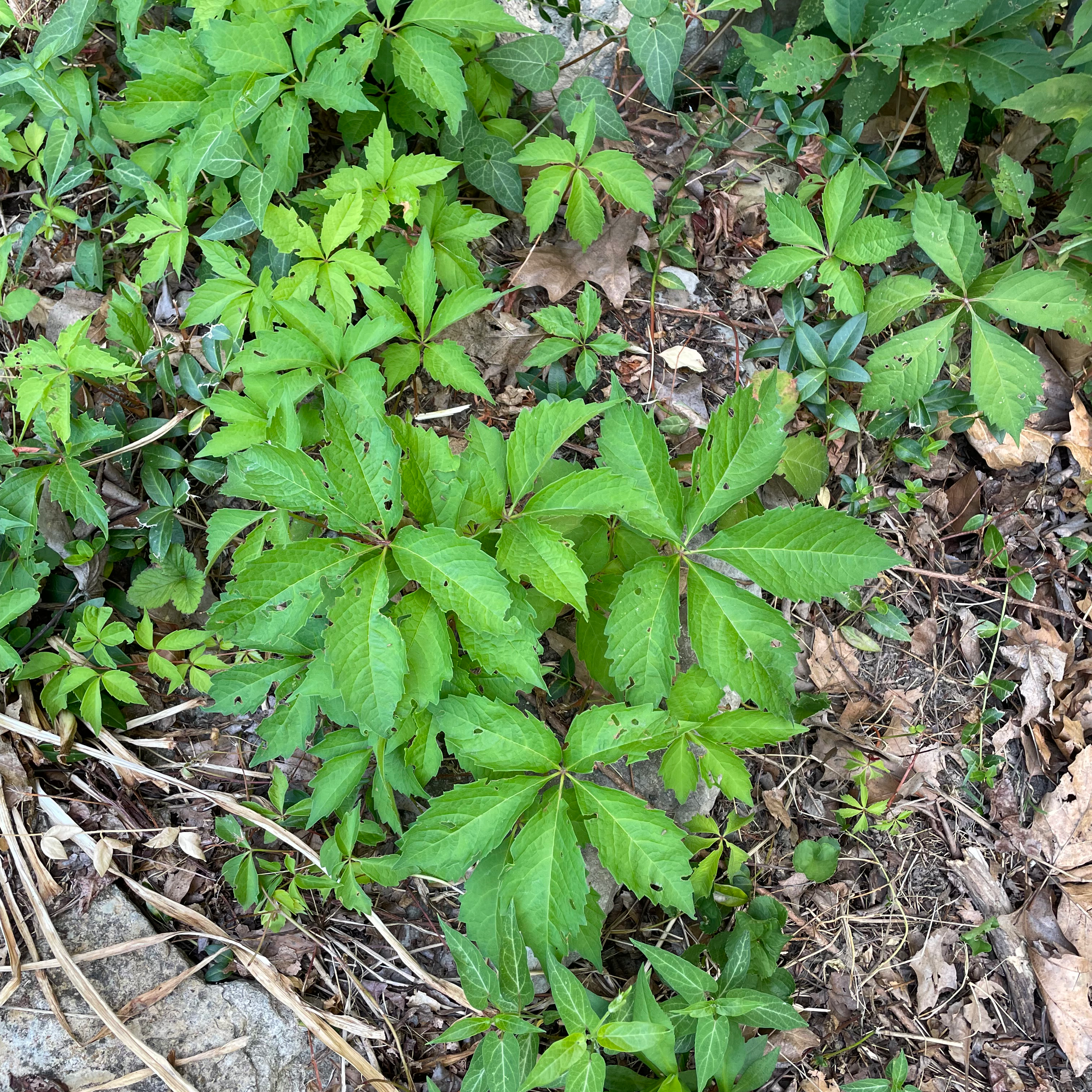 Symbolism and Benefits of the Virginia Creeper