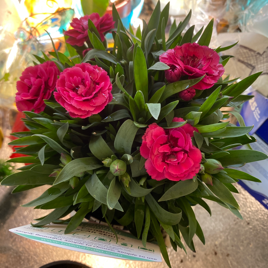 Diagnosing border carnation root rot