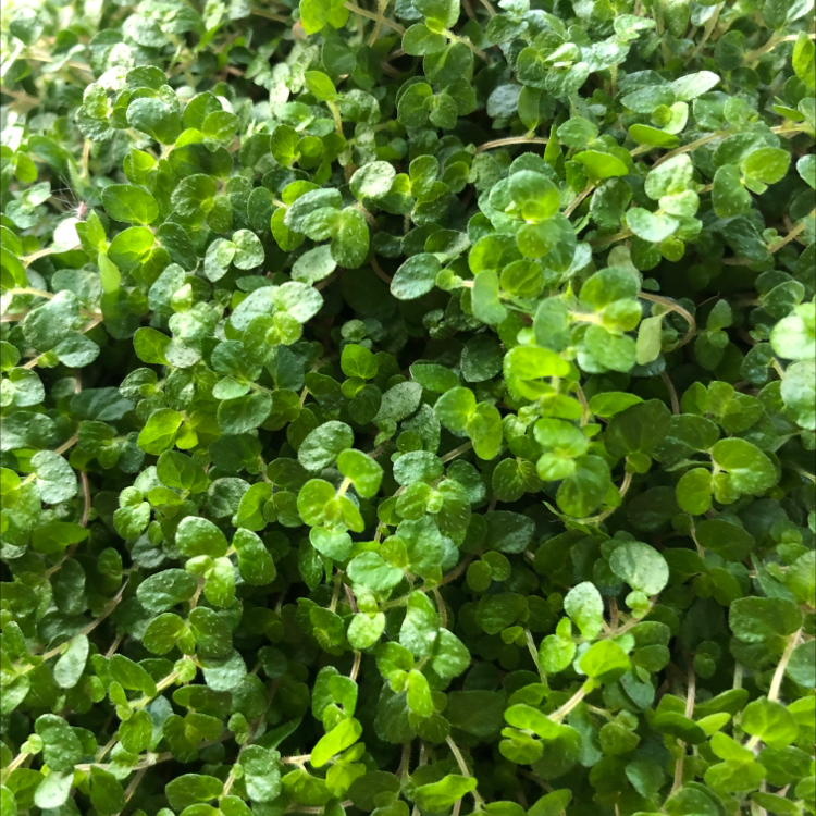 Threadstalk Speedwell Plant Care: Water, Light, Nutrients | Greg App 🌱