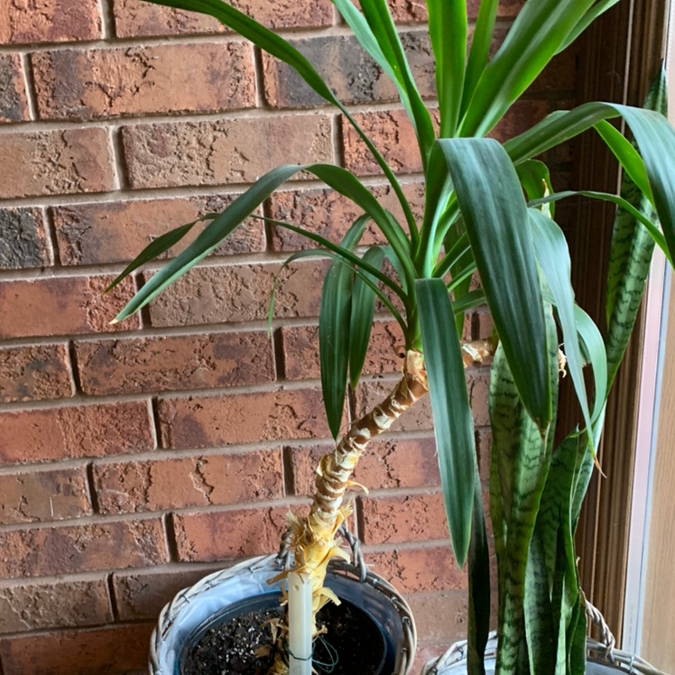 Blue-Stem Yucca Plant Care: Water, Light, Nutrients | Greg App 🌱