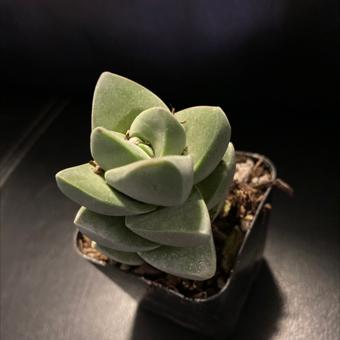10 Advantages of Having a Crassula 'Moonglow'