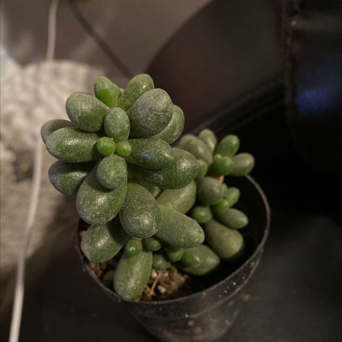 Diagnosing sedum hernandezii root rot