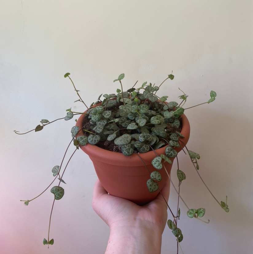 Propagating Chain of Hearts: The Ultimate Guide