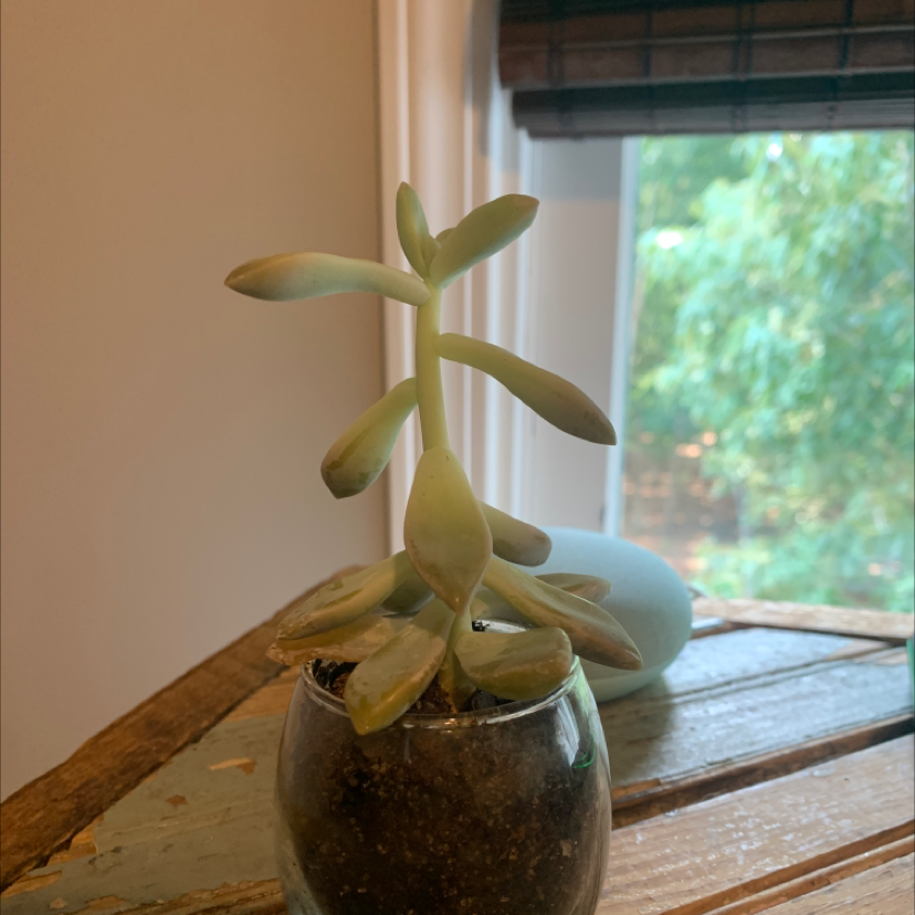 What To Do About Bugs on My Pachyveria 'Powder Puff'? 🐛