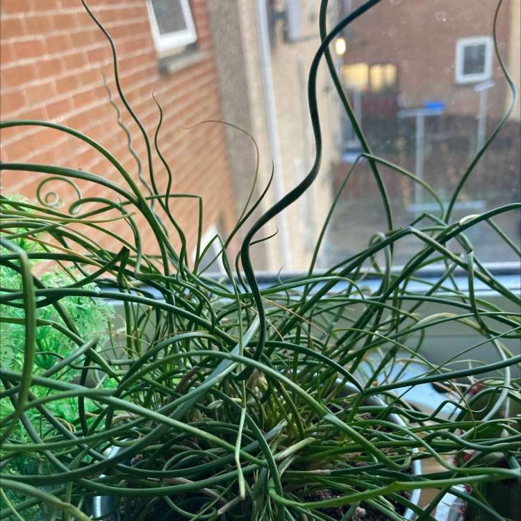 Year-Round Light Requirements For Your Common Rush