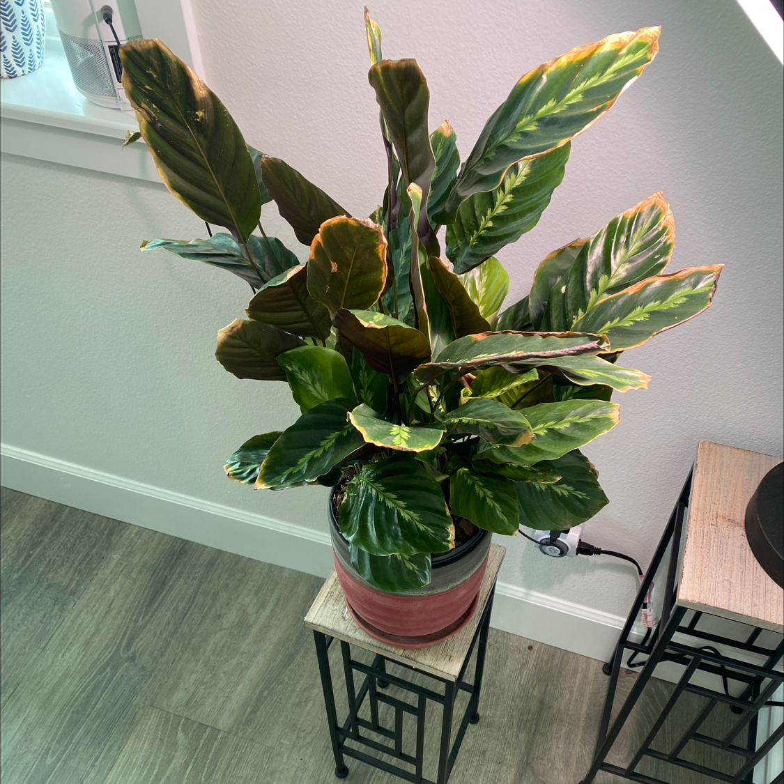 💧 How Much Humidity Does My Calathea 'Maui Queen' Need?