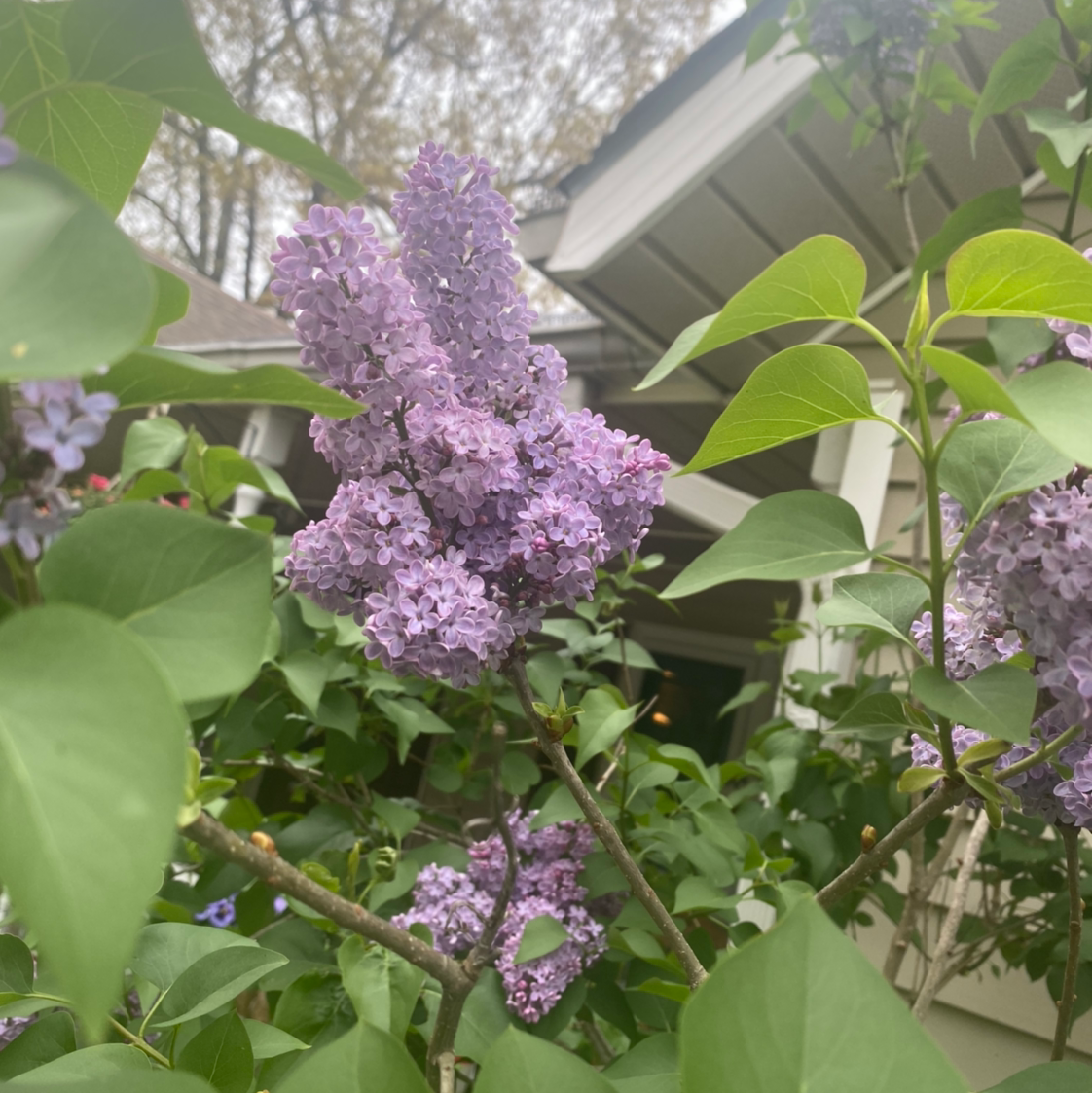 What Do I Do About lilac root rot?