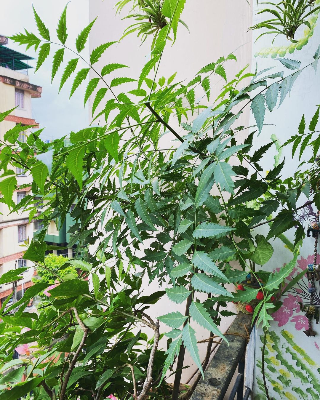 The Complete Neem Plant Care Guide: Water, Light & Beyond