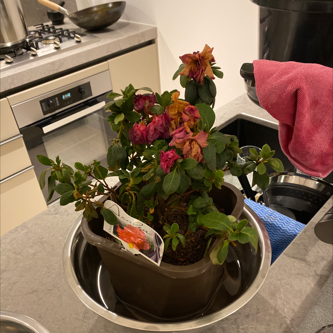 Why Are There Brown Spots on My Satsuki?