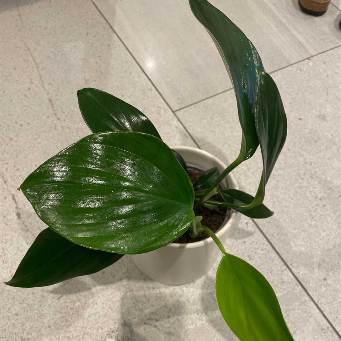 Why Are My Dragon Tail Plant Leaves Curling?