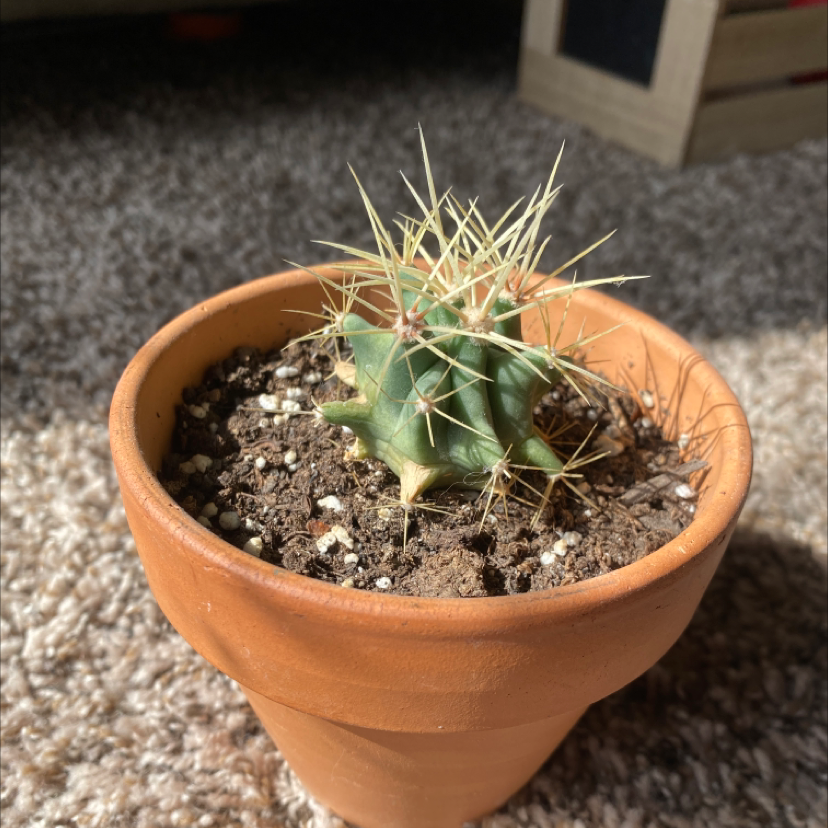 Texas Barrel Cactus Fertilizer: How and When to Use It