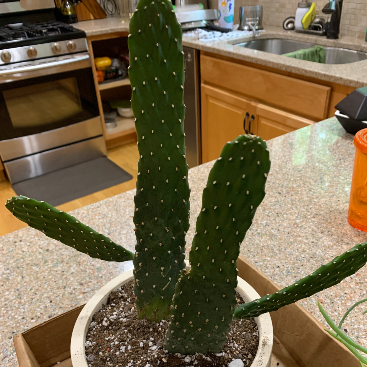 😔 Why Are My Road Kill Cactus Leaves Droopy?