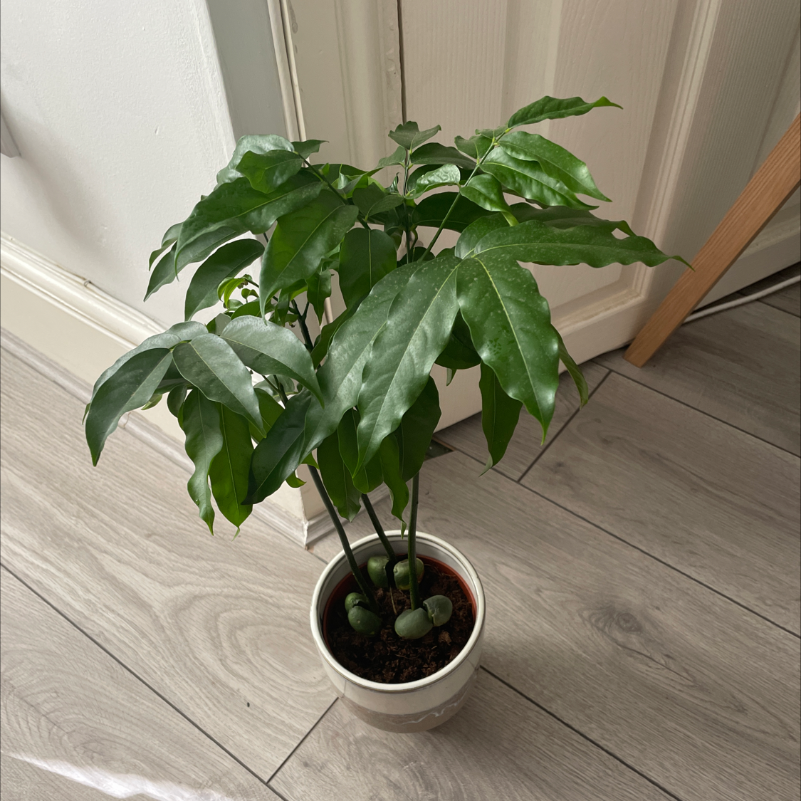 How to Propagate Your Moreton Bay Chestnut