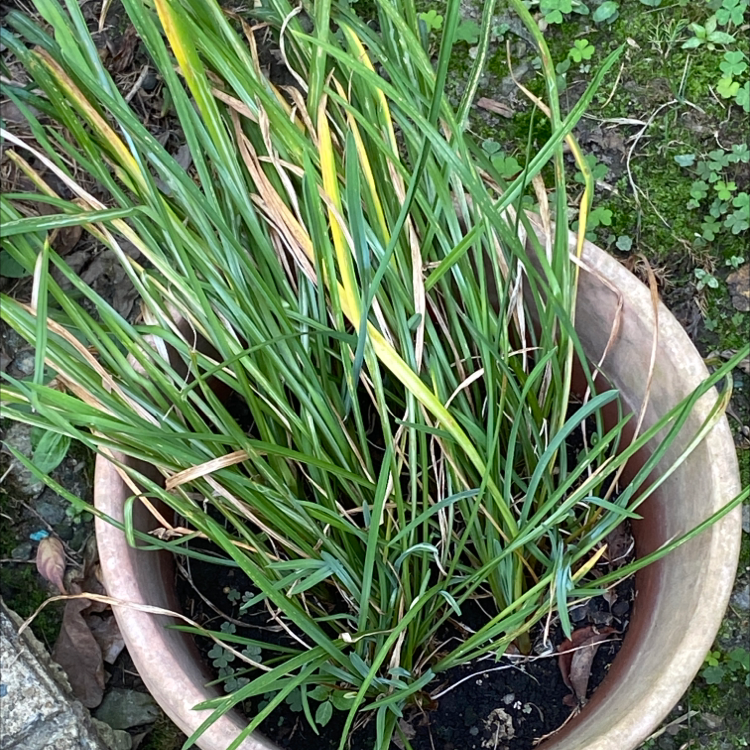 Slough Sedge Plant Care: Water, Light, Nutrients | Greg App 🌱