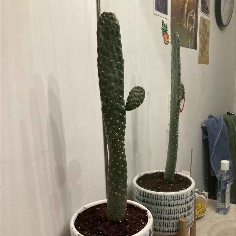 What Temperature Should My Road Kill Cactus Be Kept At?