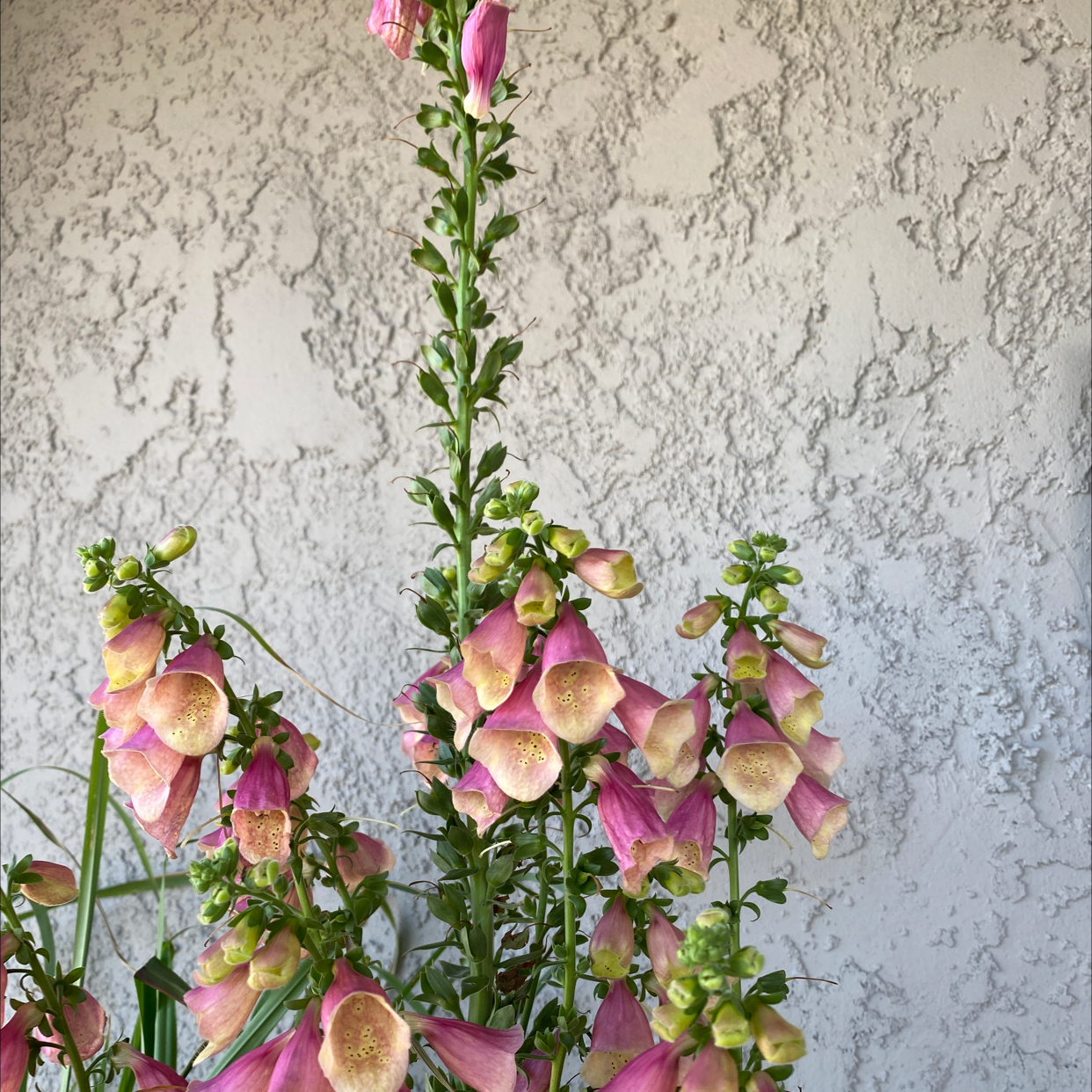 When and Where Should I Trim My Common Foxglove?