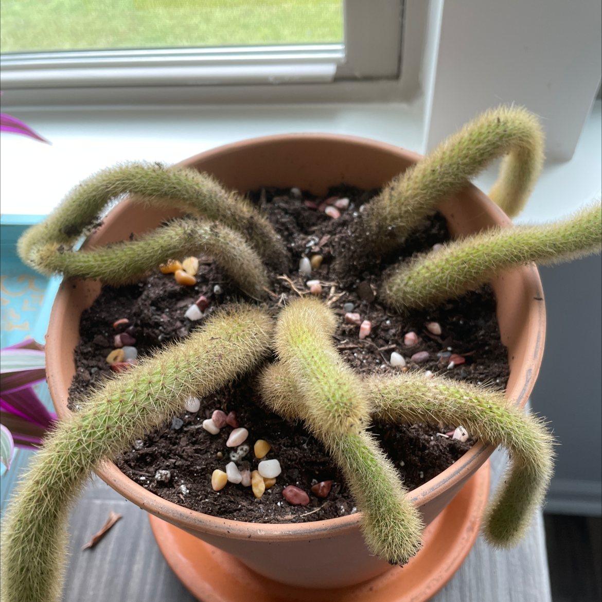 Propagating Your Golden Snakecactus: Step-by-Step Guide
