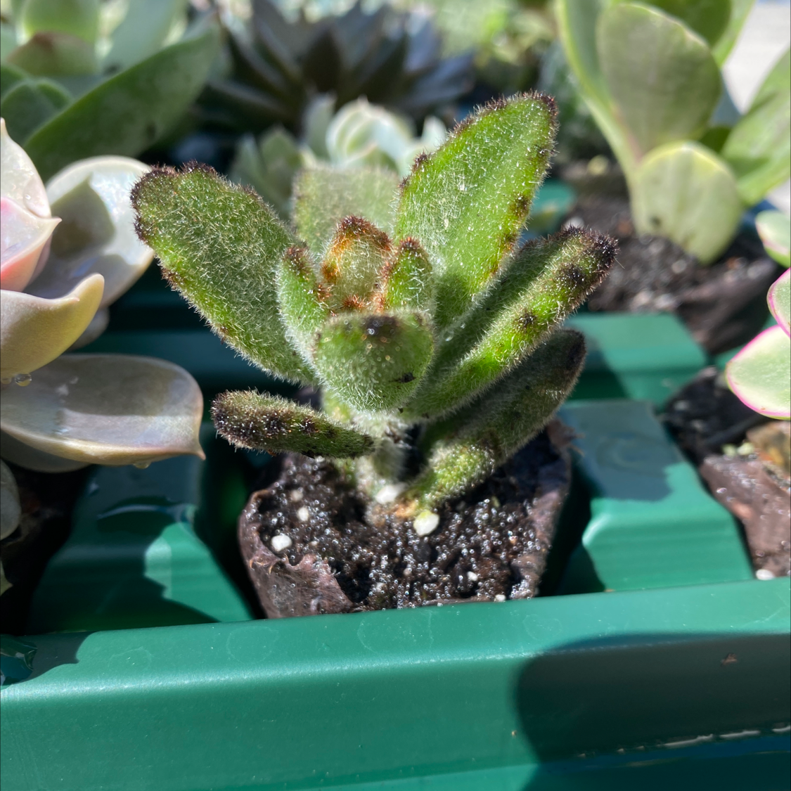 Why Are There Brown Spots on My Mexican Firecracker Leaves?