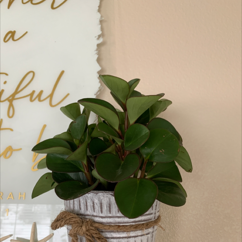 How And When Should I Cut Back My Baby Rubber Plant?