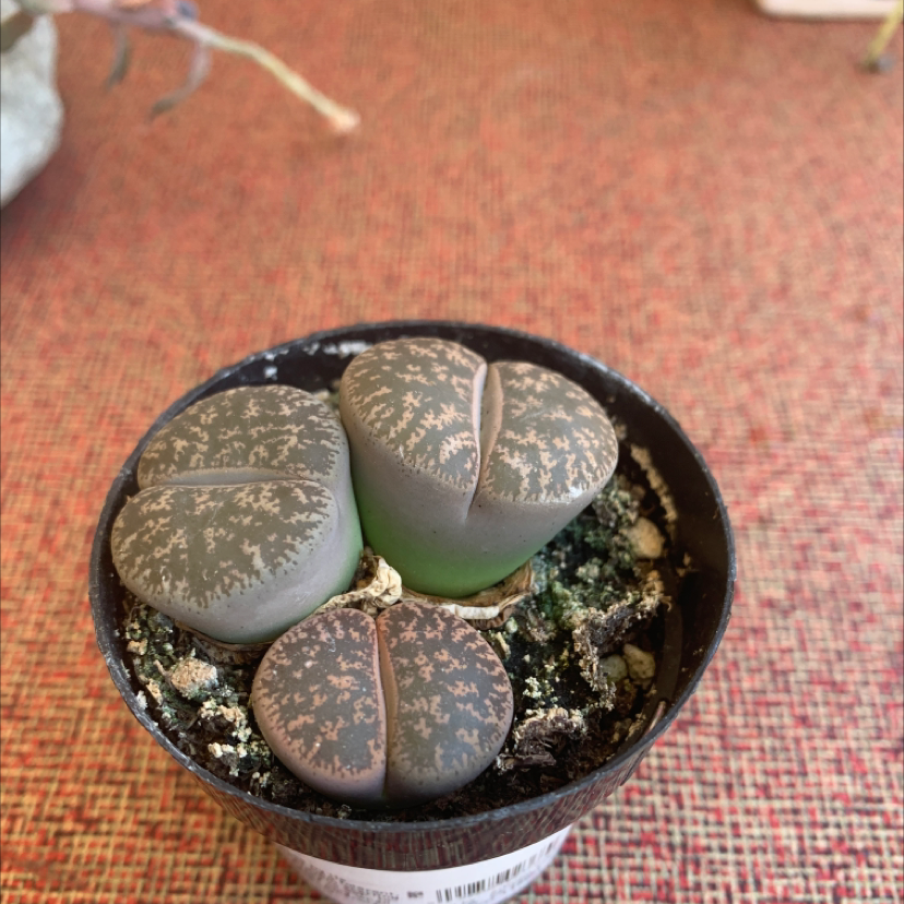 What Temperature Does My Lithops Need?