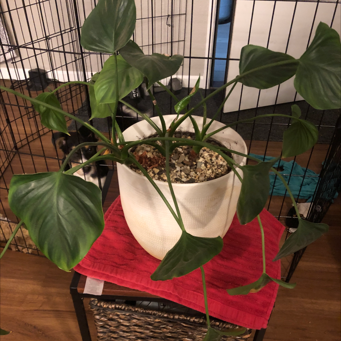 What Do I Do About alocasia root rot?