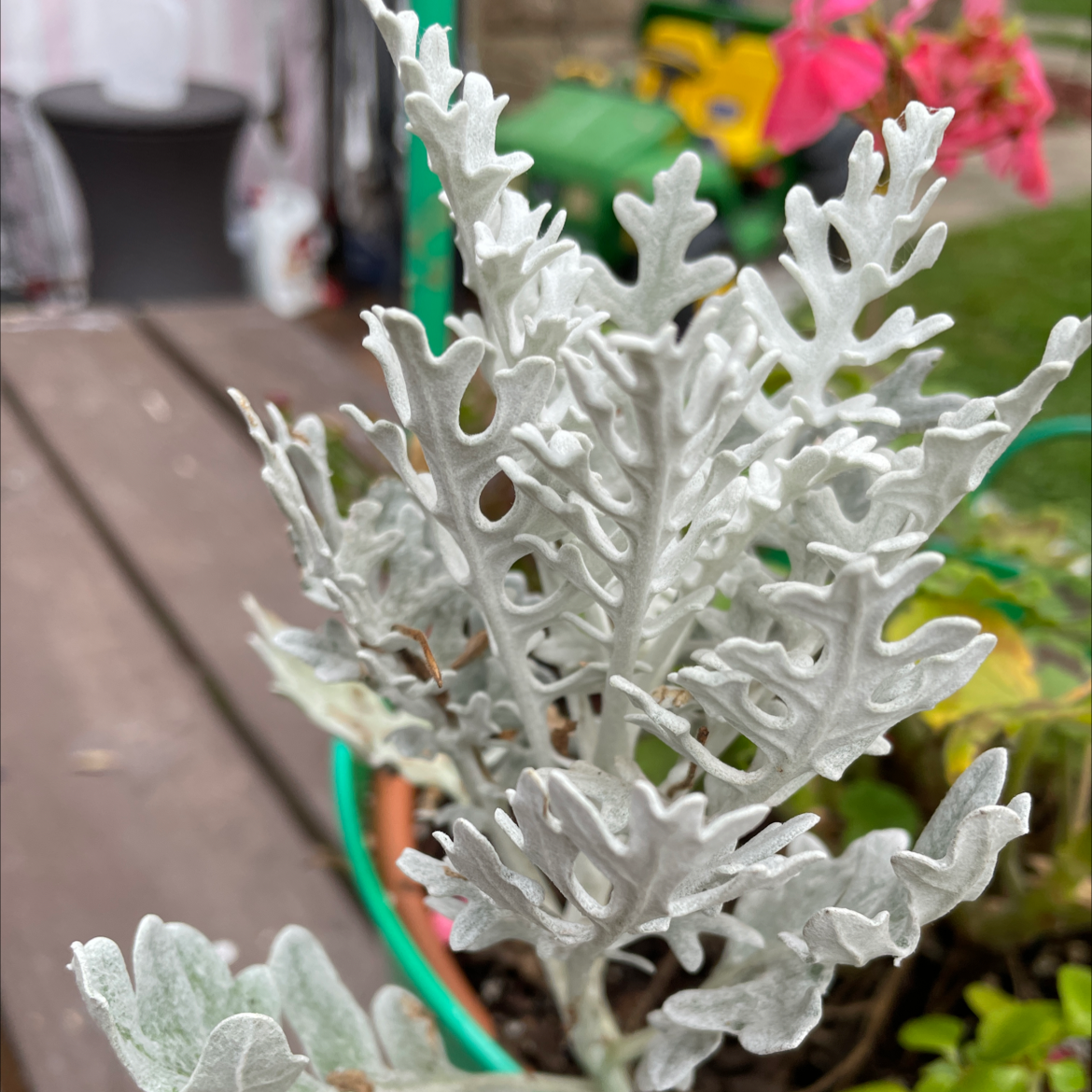 Common Silver Ragwort Problems