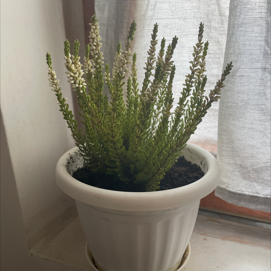 How and When Should I Cut Back My Heather?
