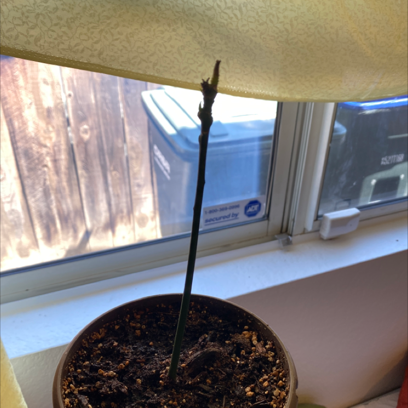 🥭 Symbolism and Benefits of the Mango