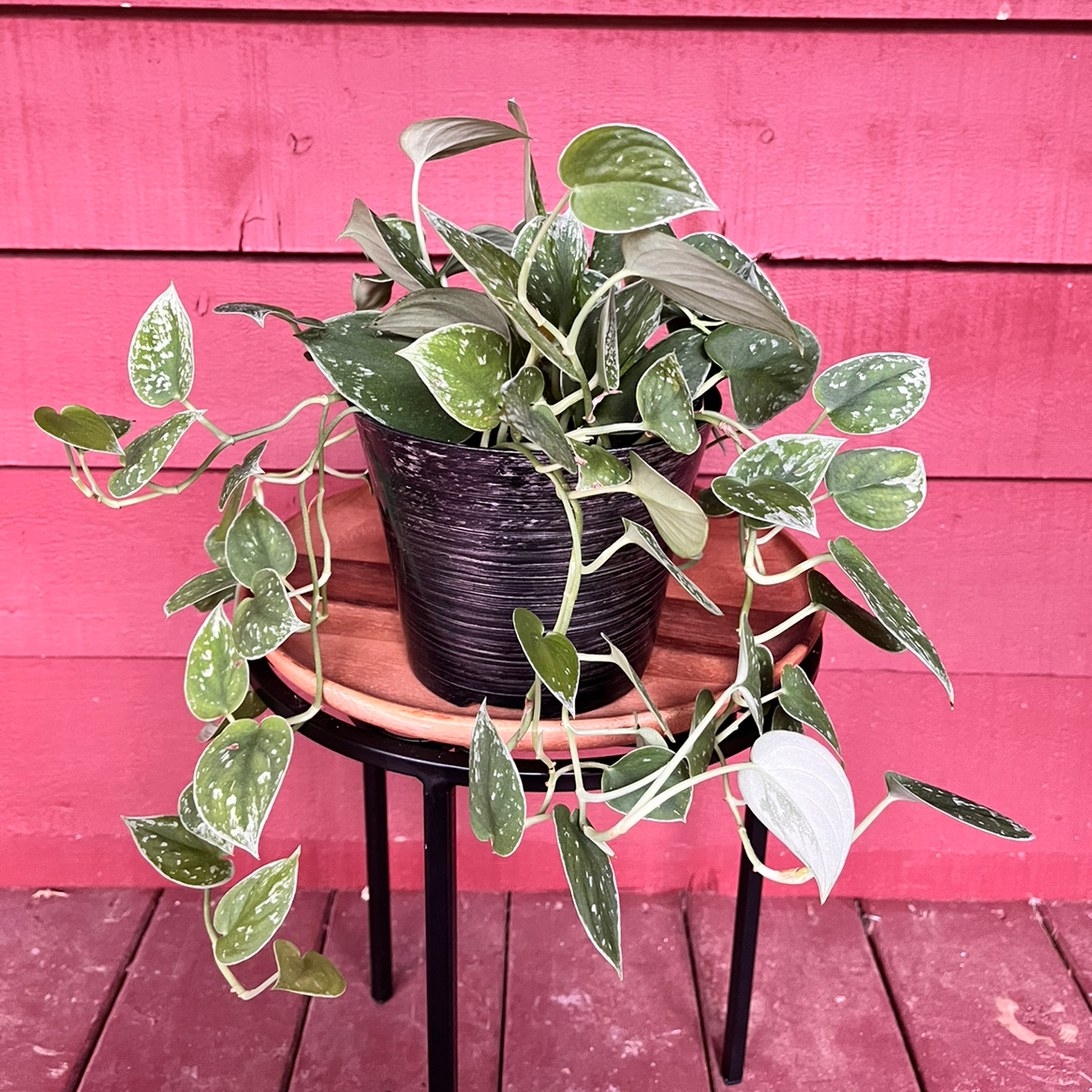 How Much Should I Water My Silver Anne Pothos?