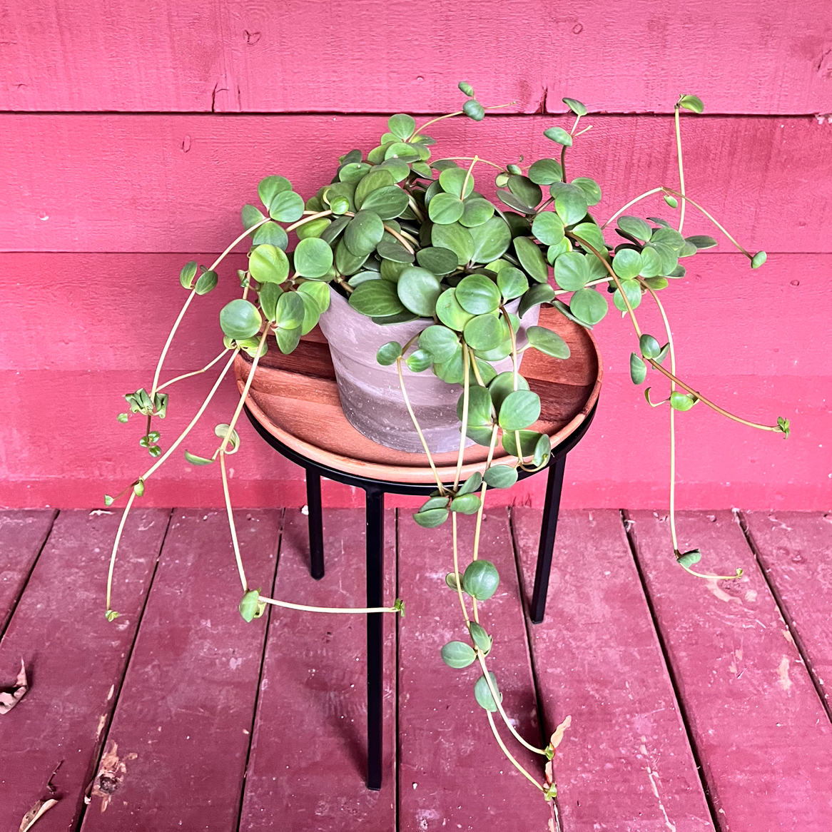 What Do Trailing Jade Flowers Mean?