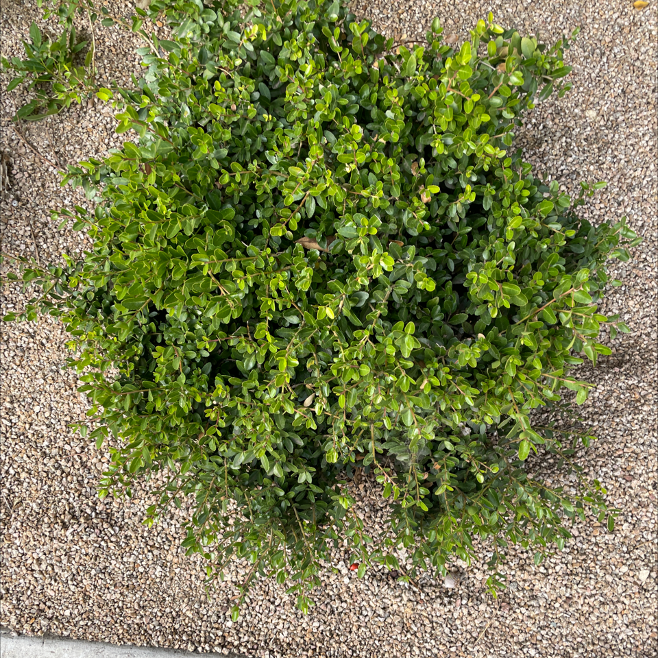 How Do I Fix common boxwood root rot?