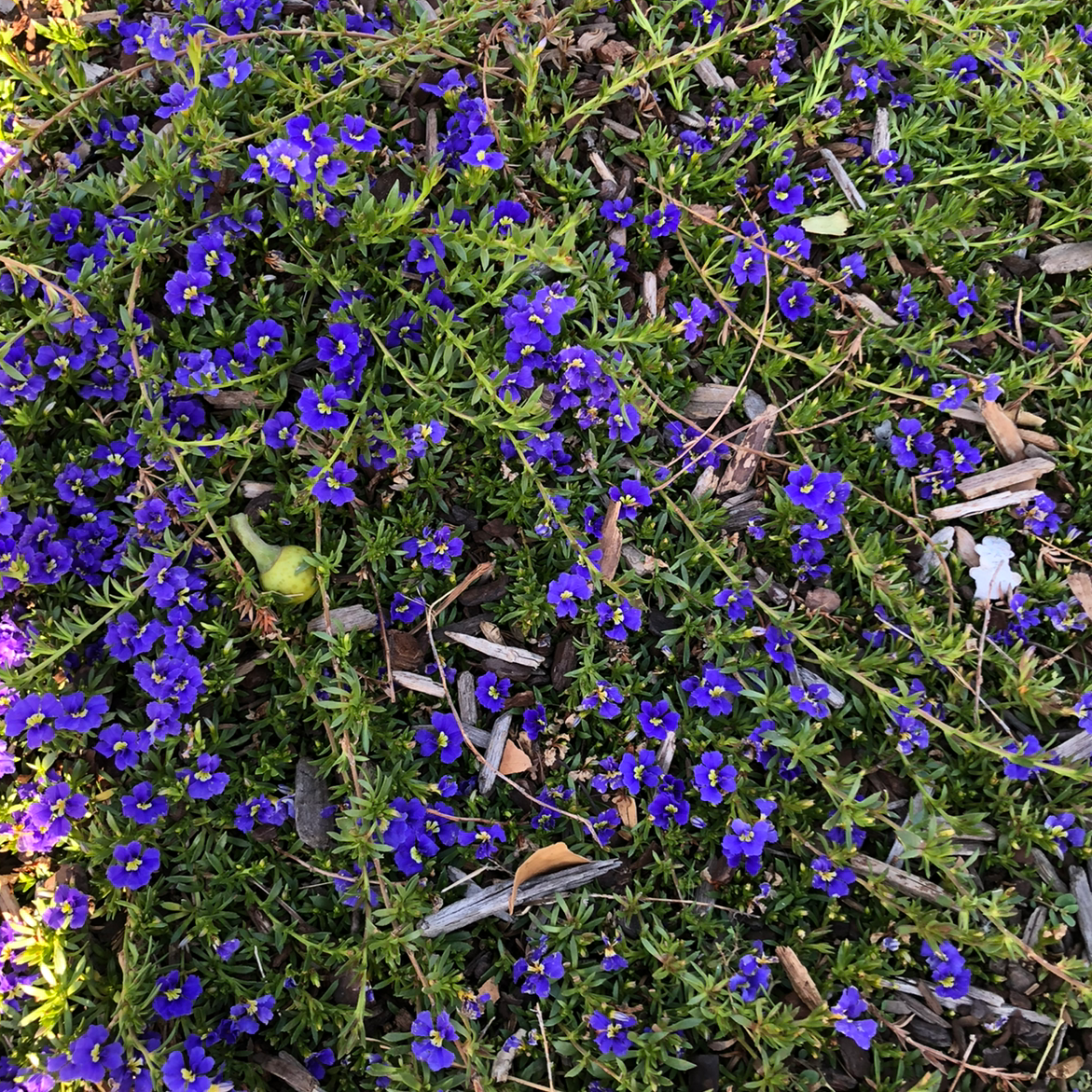 Keep Your Glandora diffusa Alive: Light, Water & Care Instructions