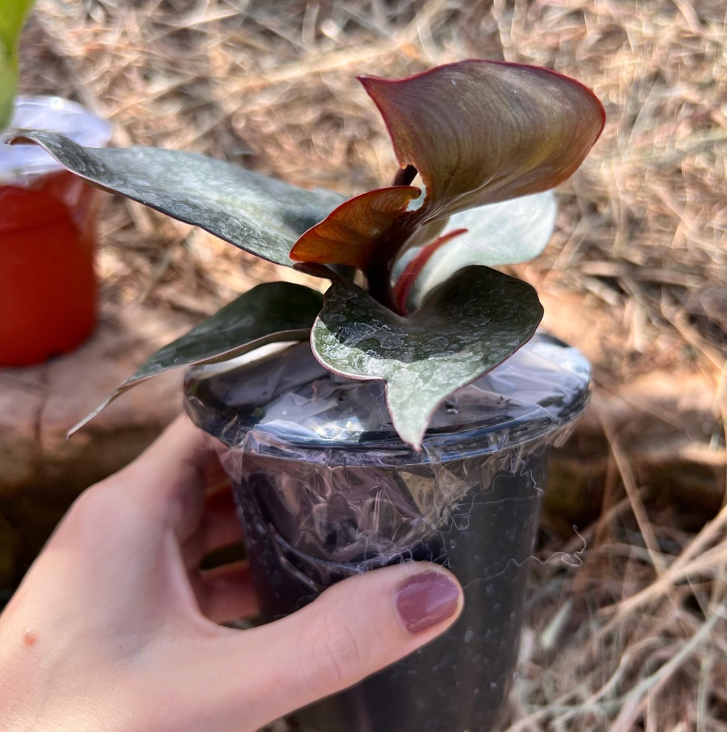 Personalized Philodendron Red Heart Care: Water, Light, Nutrients ...