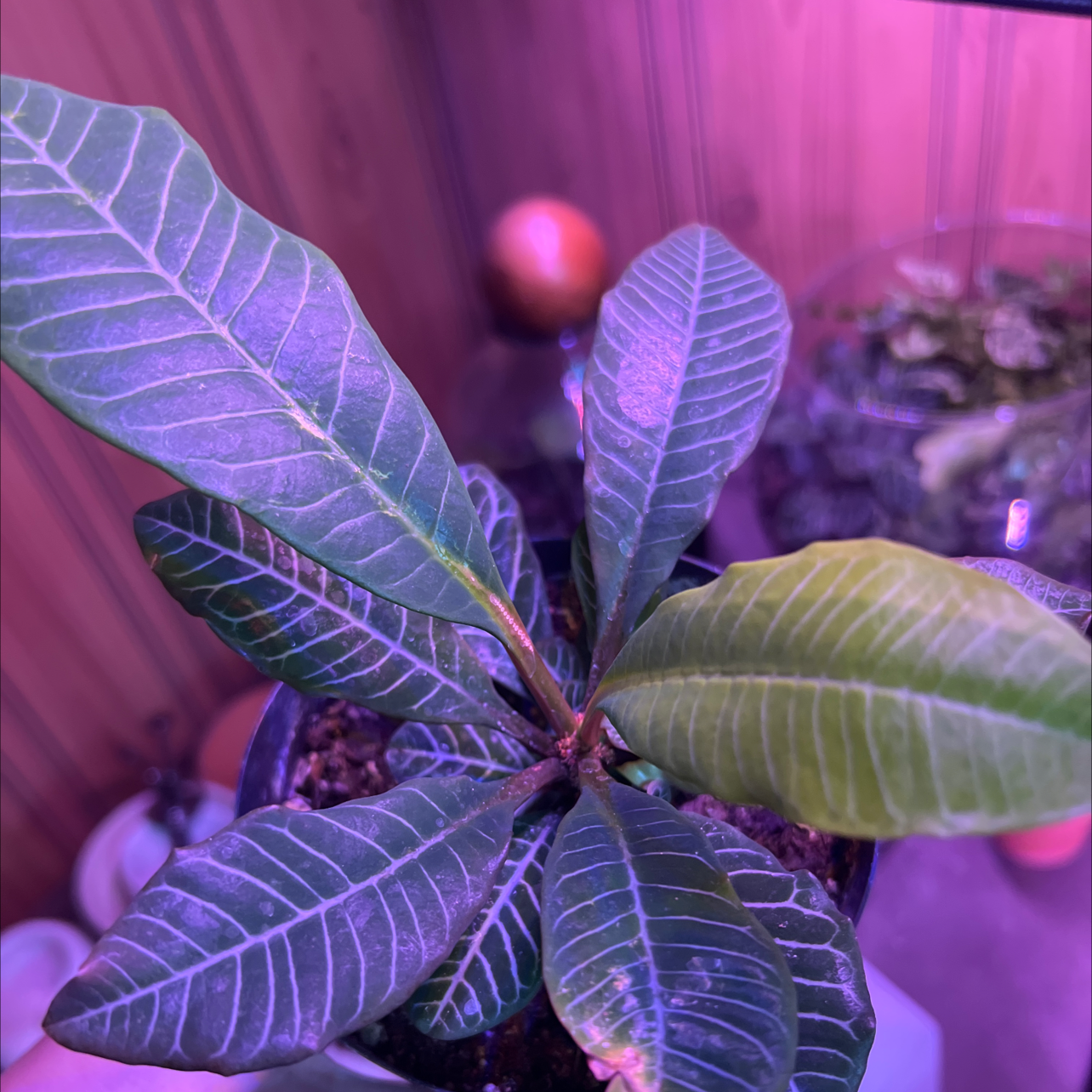 Propagating Madagascar Jewel: Step-by-Step Guide