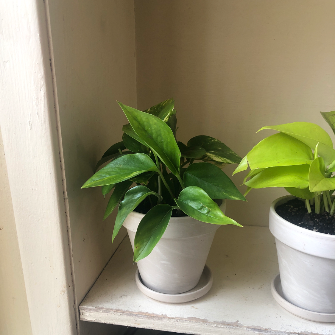 How to Propagate Your Hawaiian Pothos