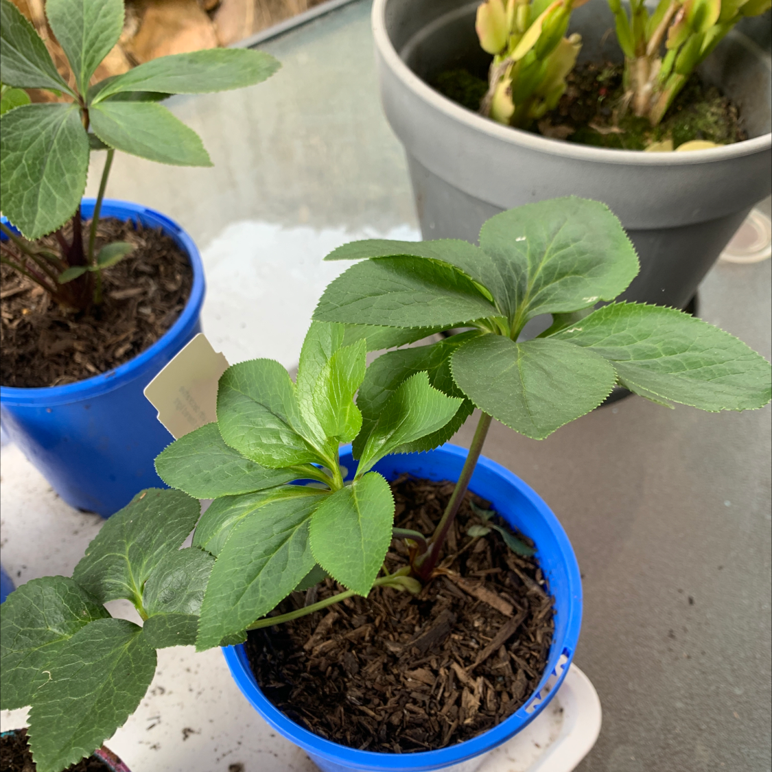 Black Spots on My Lenten Rose Leaves