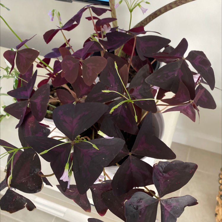 Oxalis Triangular | A plant by @Kazz on Greg